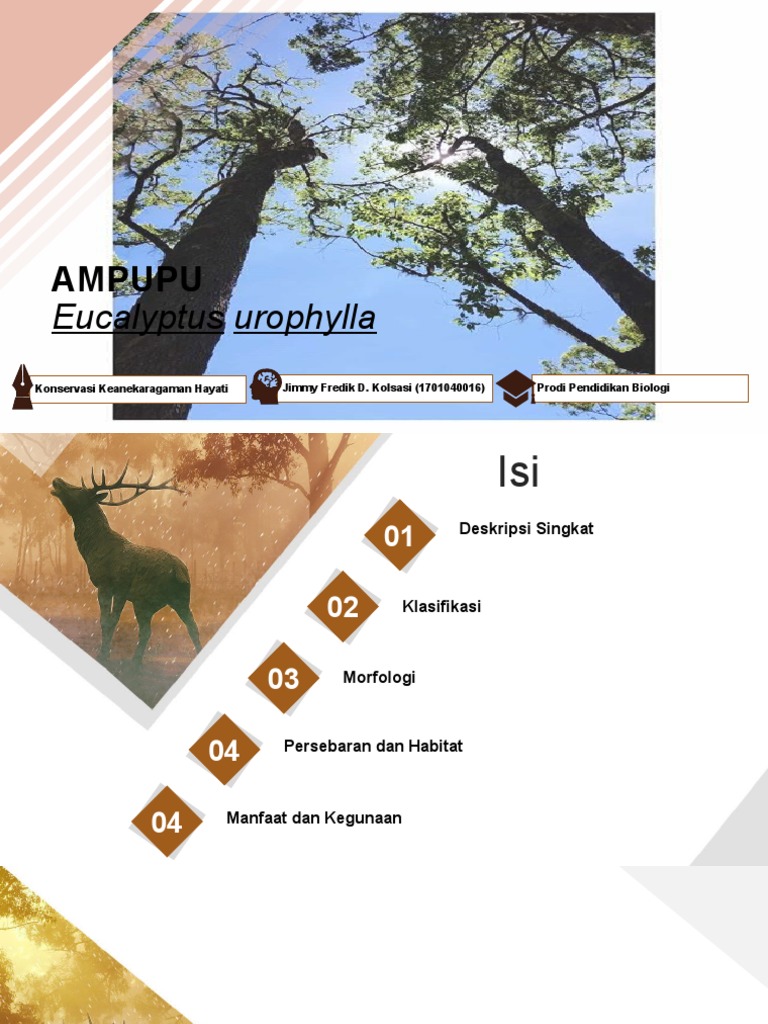 AMPUPU (Eucalyptus Urophylla) | PDF