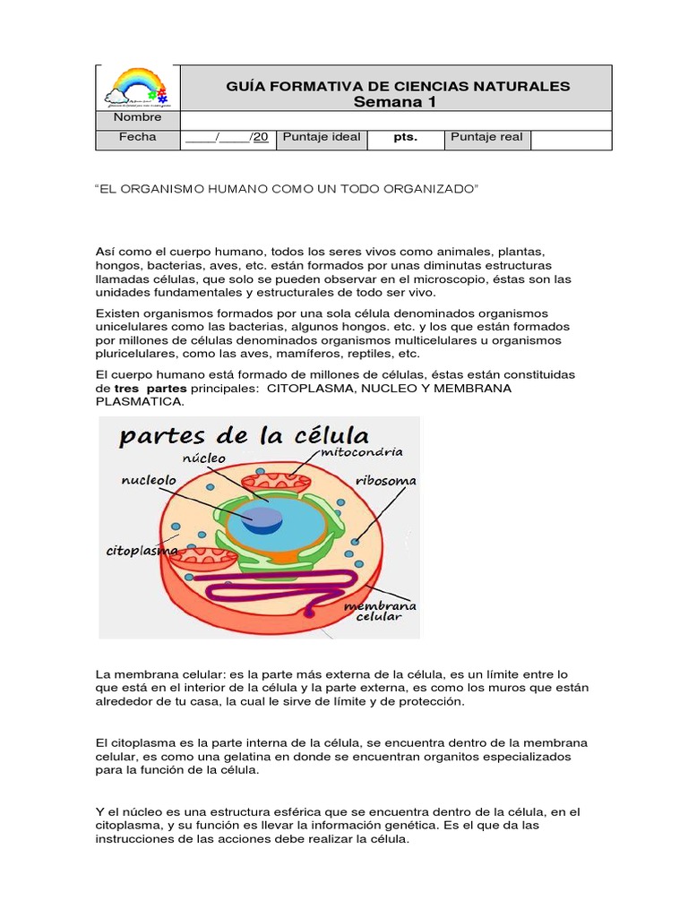 Guia Formativa Ciencias Naturales, Quinto La Celula y Guia Evaluativa ... Guia Formativa Ciencias Naturales, Quinto La Celula y Guia Evaluativa ...