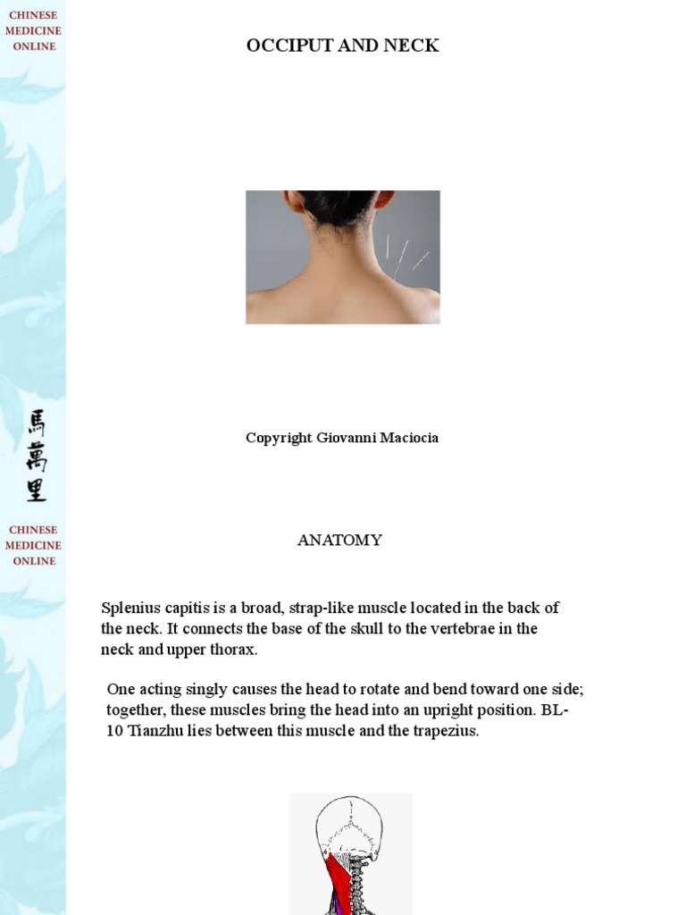 Occiput and Neck | PDF | Neck | Human Anatomy