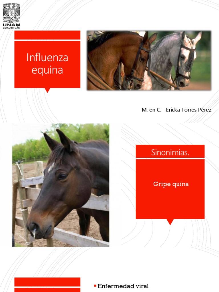 Influenza Equina | PDF | Influenza | Virus
