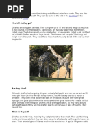 All About Giraffes | PDF | Giraffe | Nature