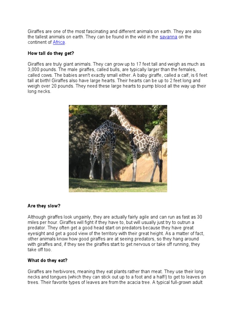 Giraffe | PDF | Giraffe | Organisms