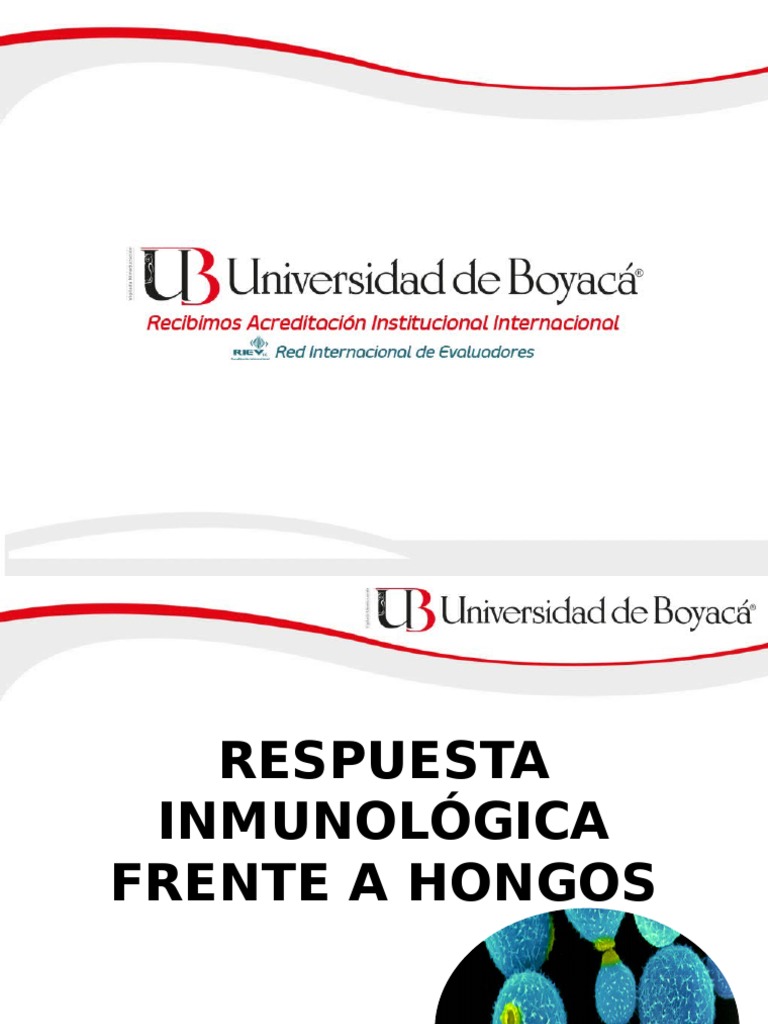 Respuesta Inmunologica Frente A Hongos | PDF | Sistema inmune | Sistema inmune innato