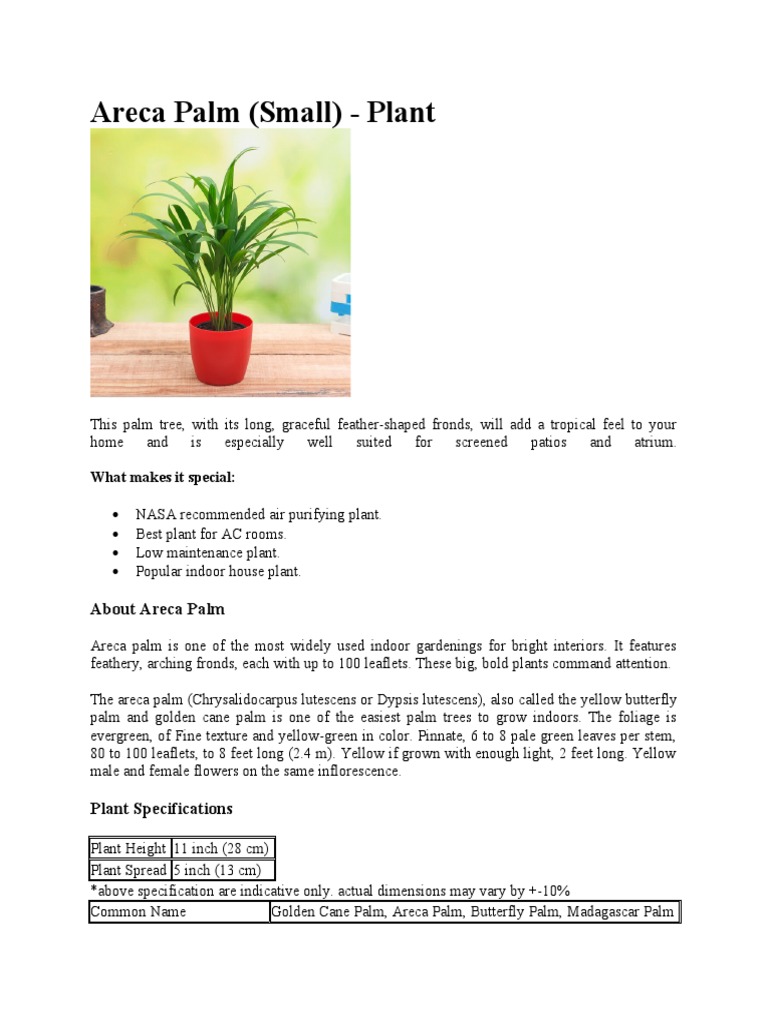 Areca Palm (Small) - Plant | PDF | Coconut | Botany