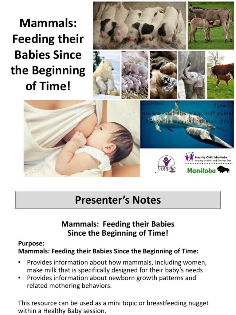 Mammals: Feeding Their Young Explained | PDF | Breast Milk | Breastfeeding
