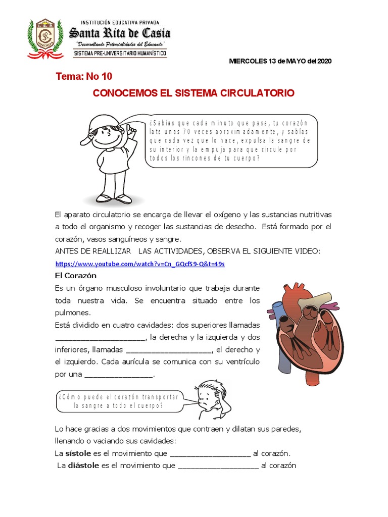 Hoja De Trabajo Sobre Los Vasos Sanguíneos Del Sistema Cardiovascular