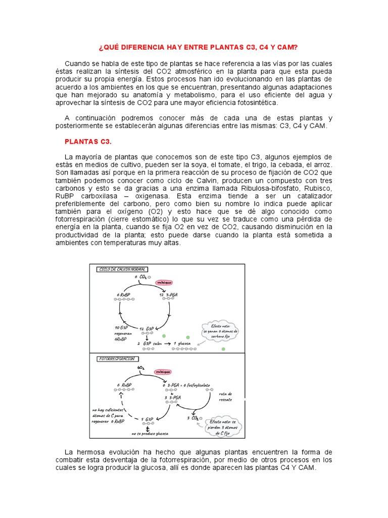 ¿Qué Diferencia Hay Entre Plantas C3, C4 Y Cam? | PDF | Fotosíntesis ...