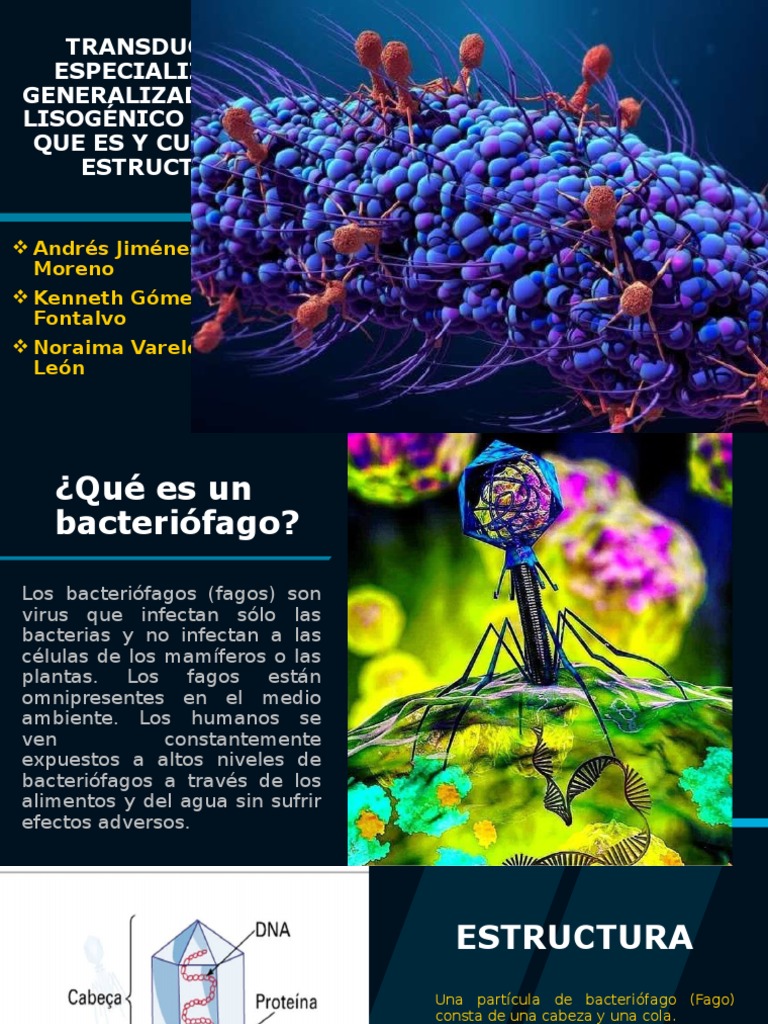 Estructura y Ciclos de Bacteriófagos | PDF | Bacteriófago | Virus