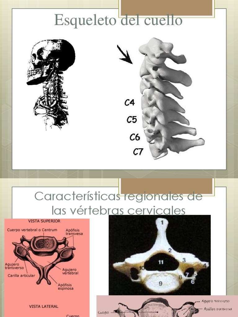 Anatomía de las Vértebras Cervicales | PDF | Ciencias sociales