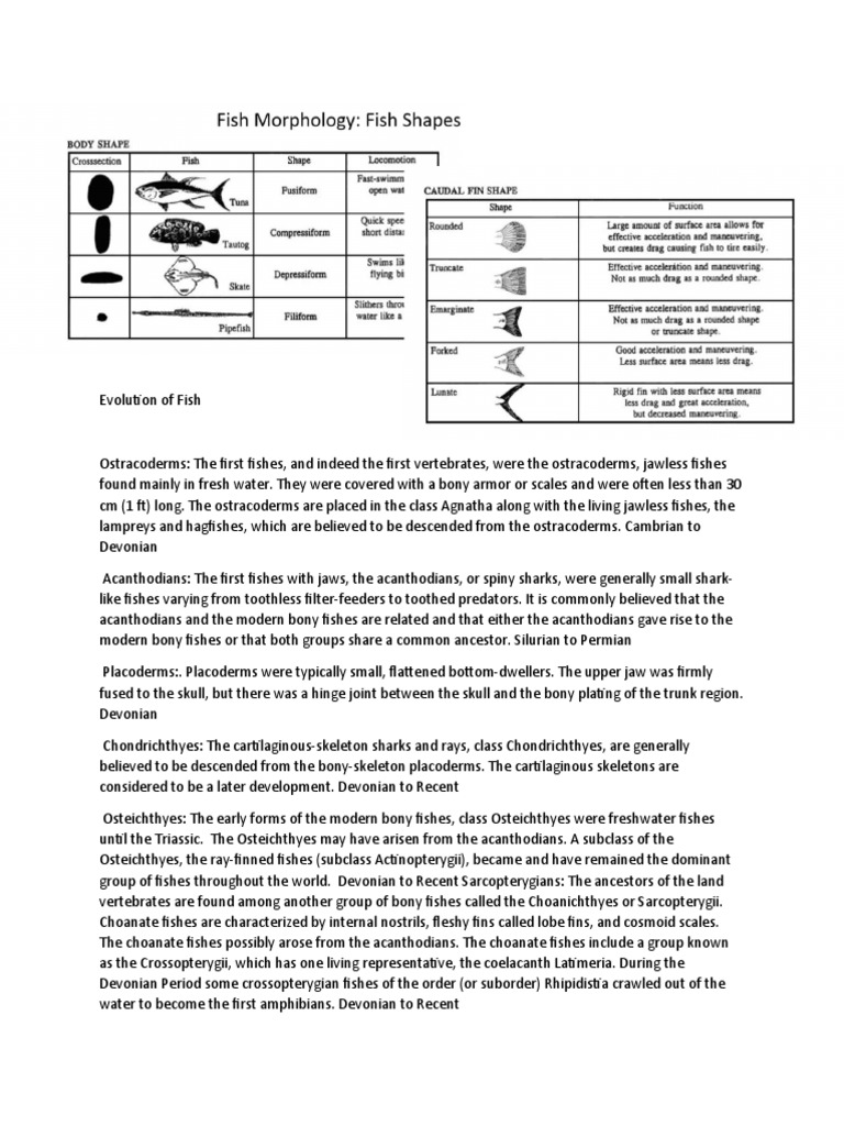 Evolution of Fish | PDF | Aquatic Animals | Vertebrates