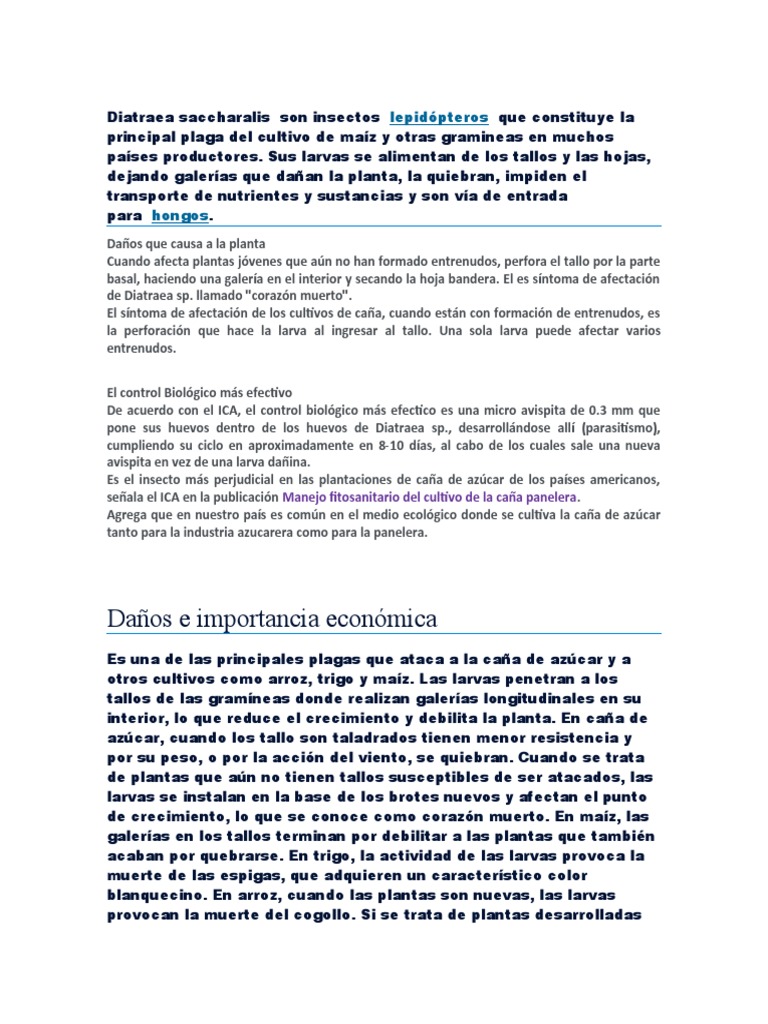 Diatraea Saccharalis | PDF | Control biológico de plagas | Maíz