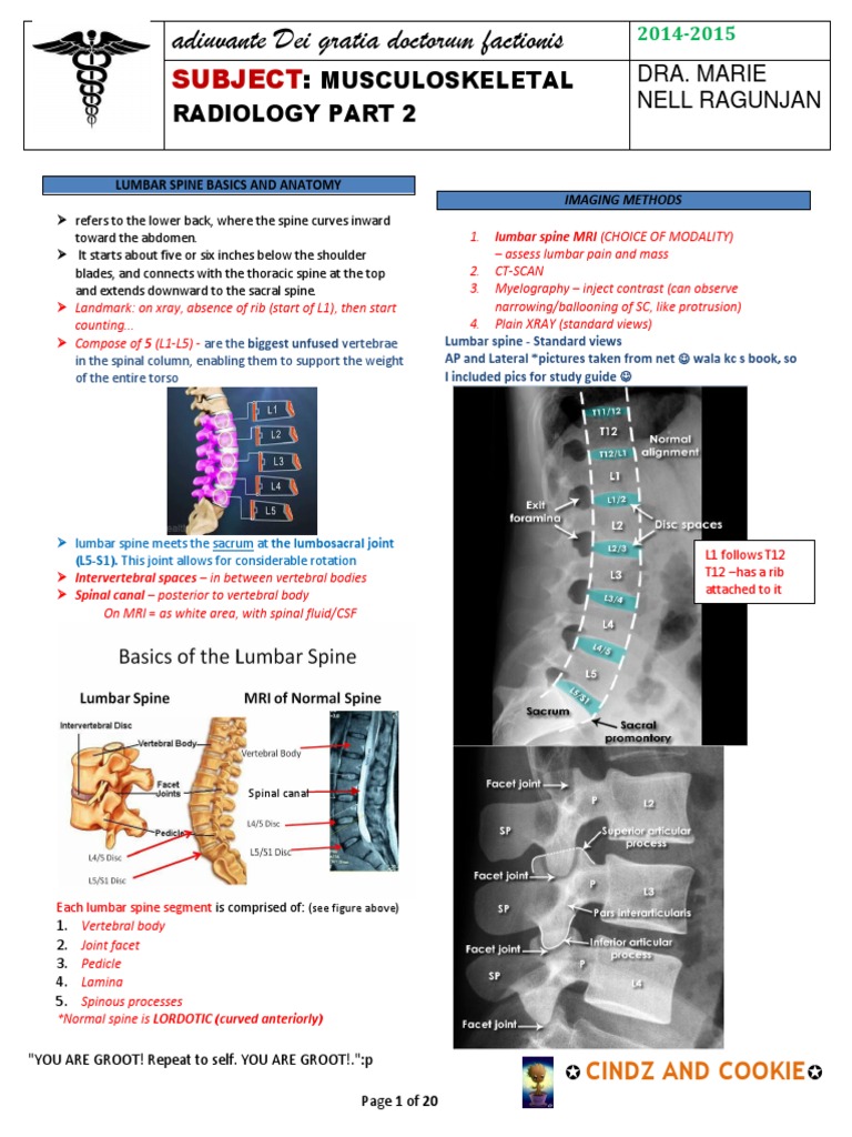 You Are Groot! A Comprehensive Guide to Lumbar Spine Basics, Anatomy ...