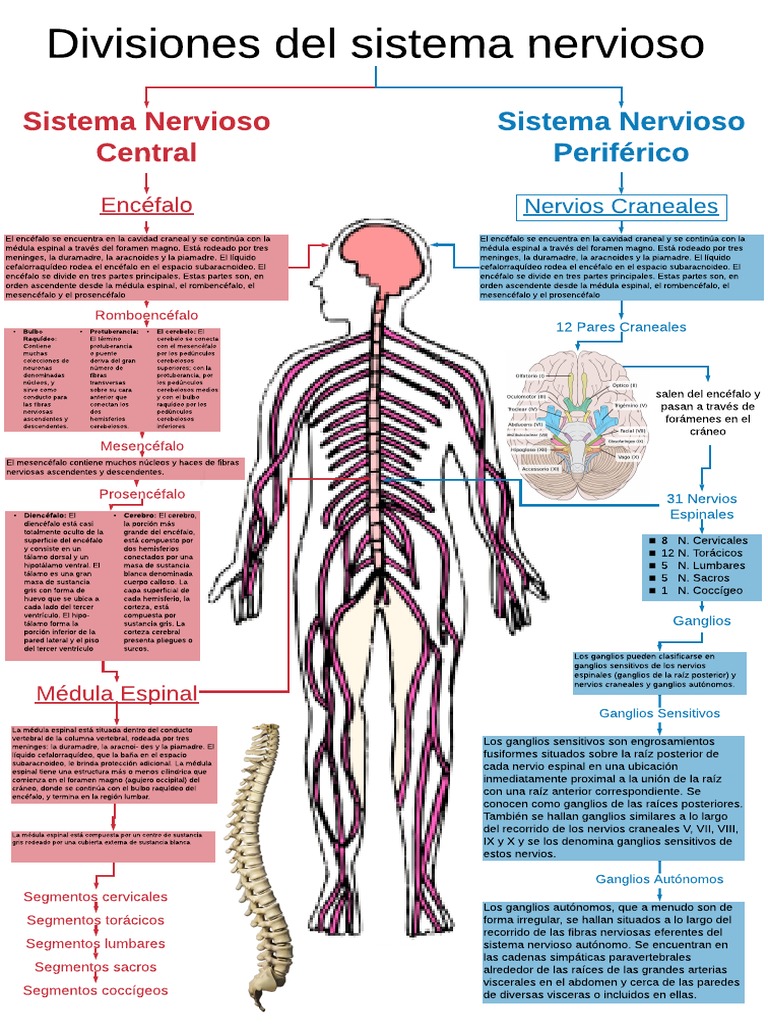 Diagrama Del Sistema Nervioso Periférico