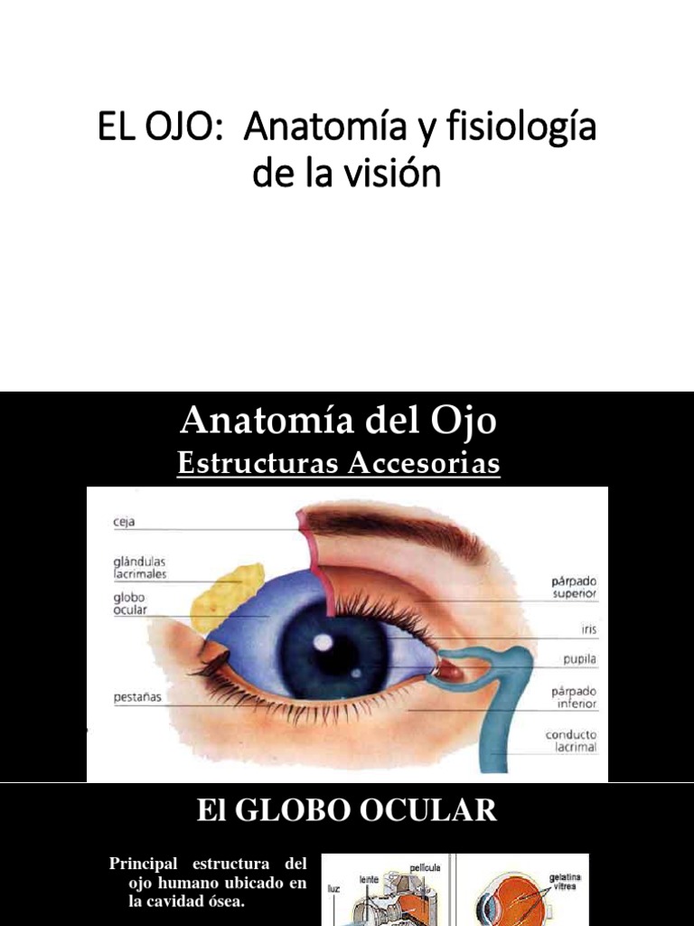 El Ojo Humano Pdf Ojo Humano Percepción Visual