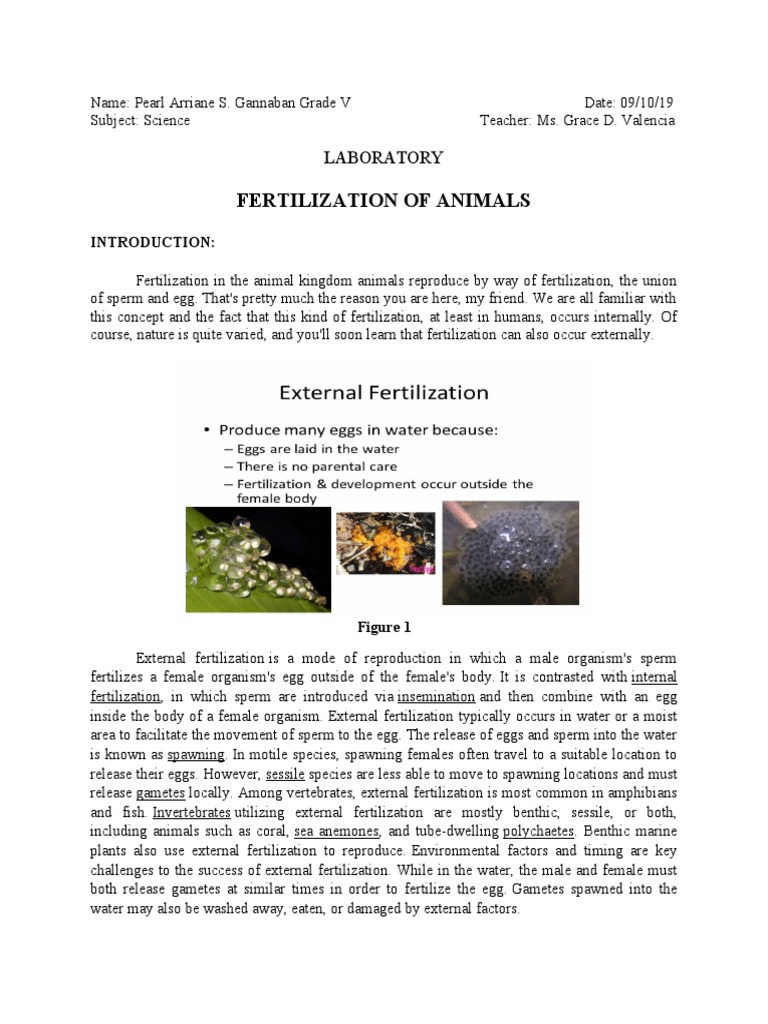 Differences between external and internal fertilization in animals ...
