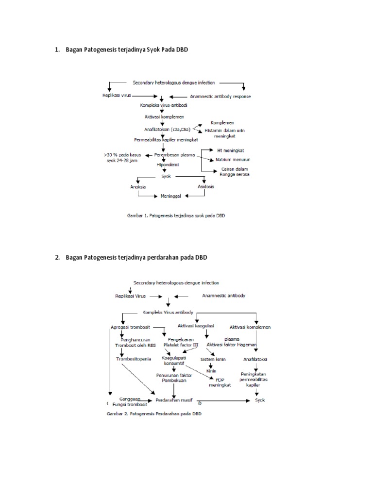 Bagan Patogenesis DBD | PDF | Sains & Matematika