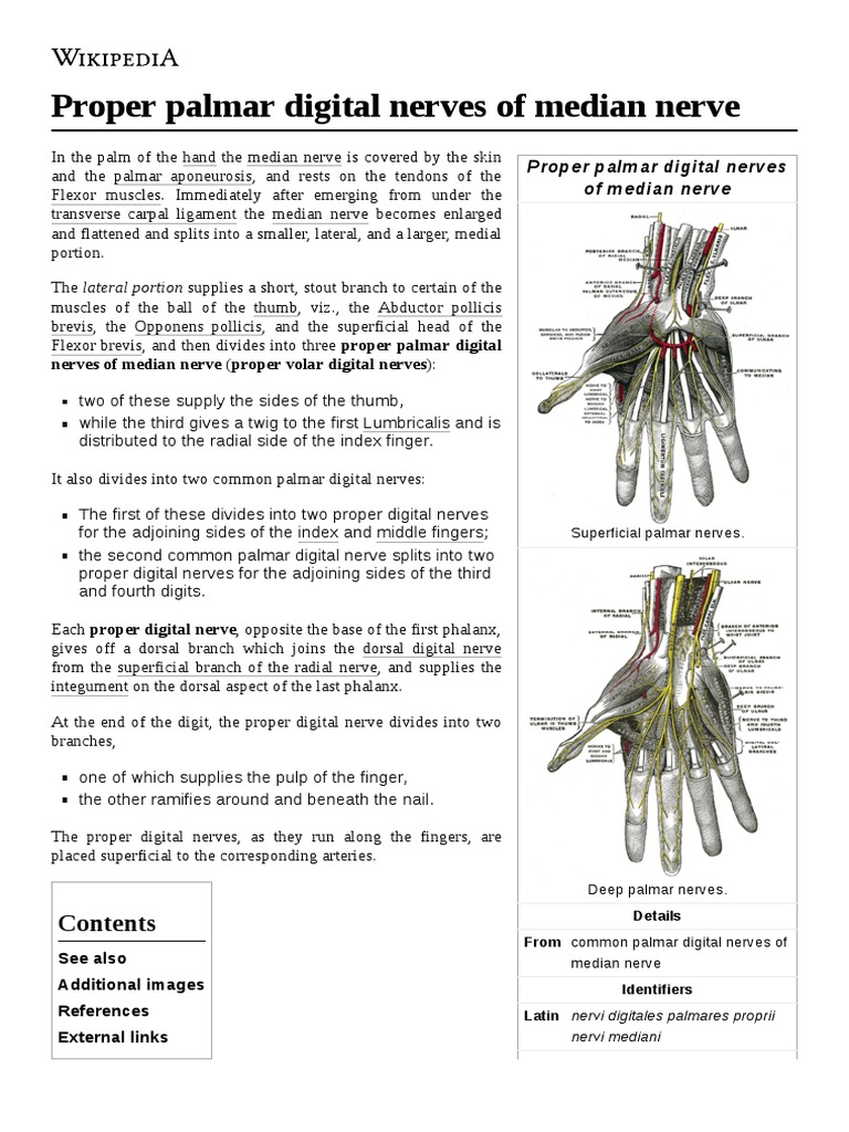 Nerves of Median Nerve (Proper Volar Digital Nerves) | PDF | Thumb | Finger