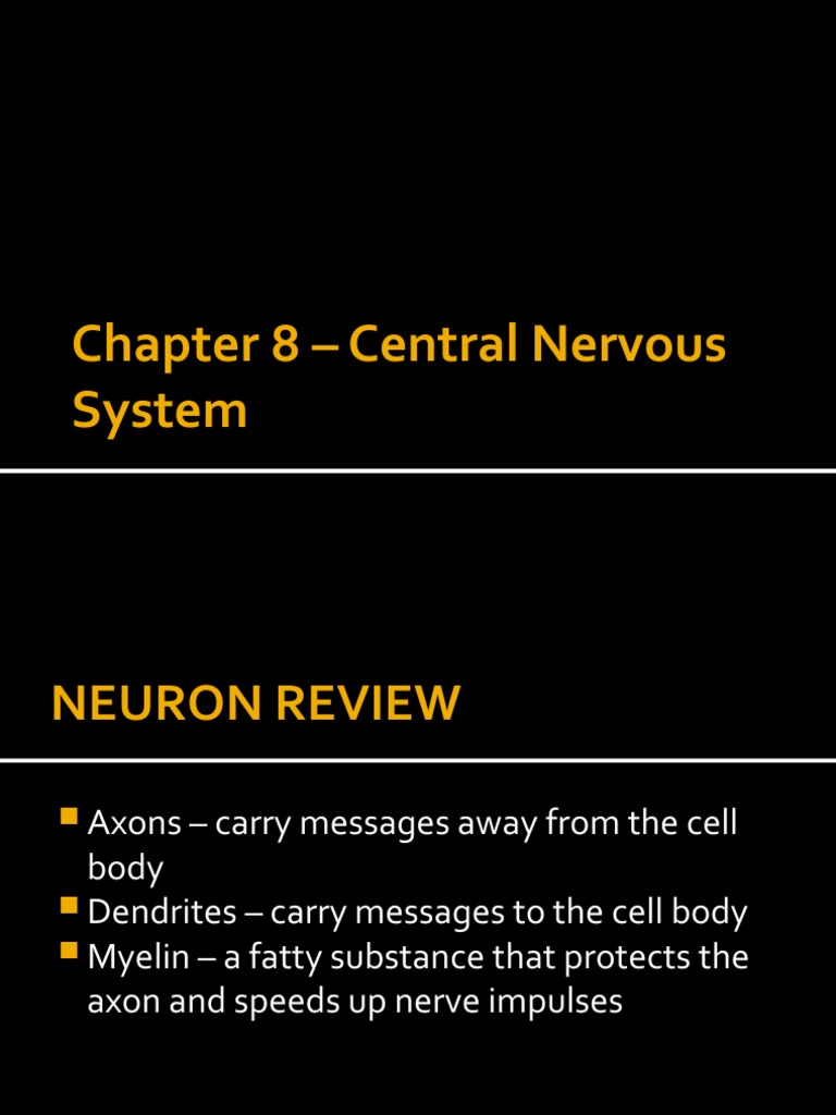 CNS Structure and Function Overview | PDF | Brainstem | Nervous System