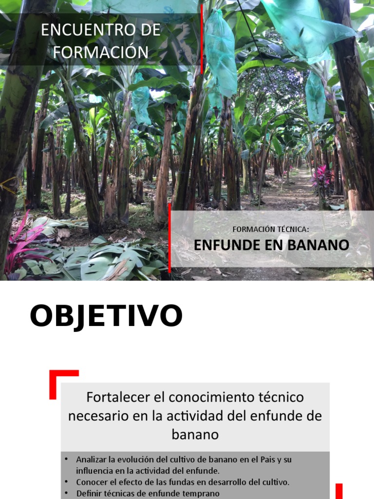 Taller Enfunde de Banano | PDF | Plantas | Naturaleza