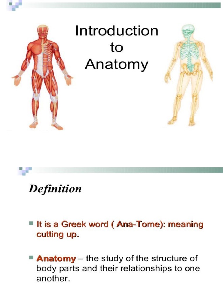 Anat Terminology