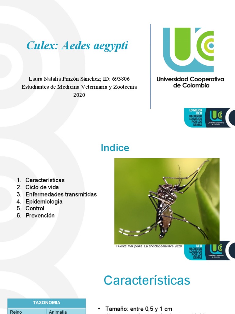 Aedes Aegypti | PDF | Mosquito | Especialidades Medicas