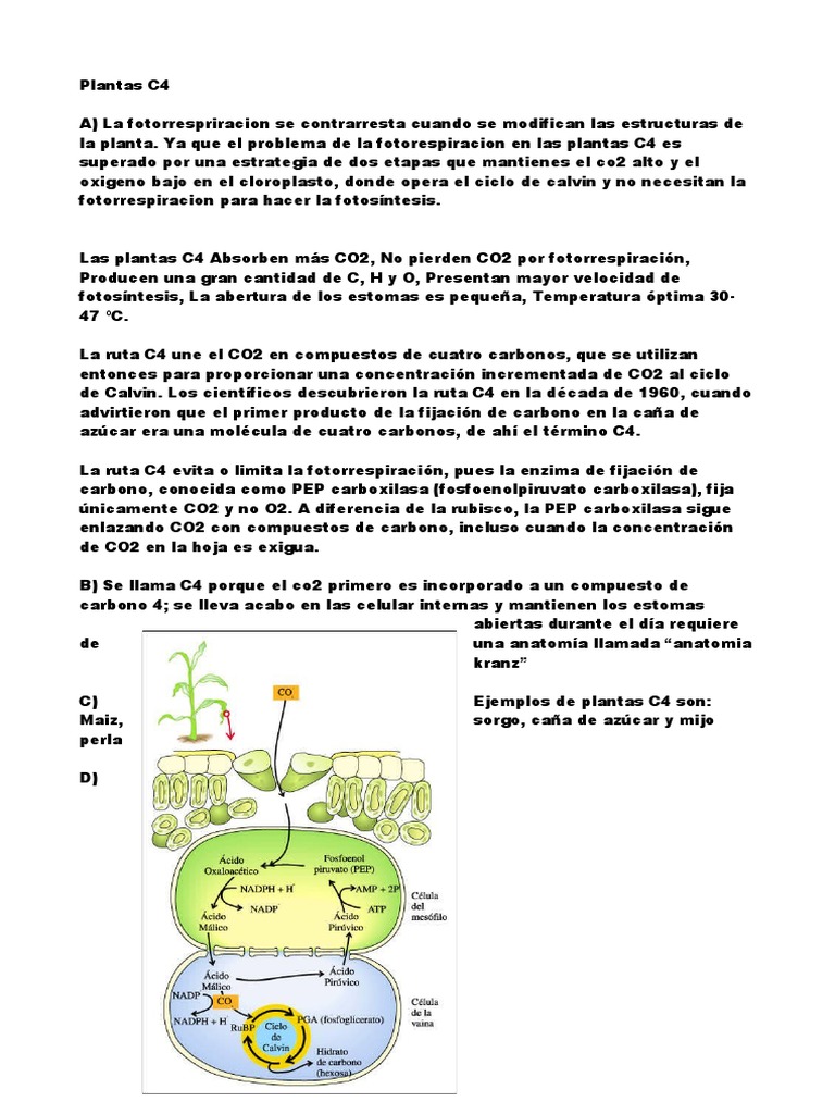 Plantas C4 | PDF | Fotosíntesis | Biotecnología