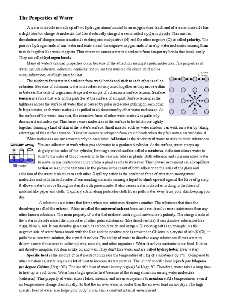 The - Properties - of - Water - Worksheet - 1 | PDF | Properties Of ...