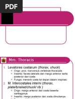 Anatomi Tulang dan Otot Trunk | PDF | Kajian Bahasa Asing