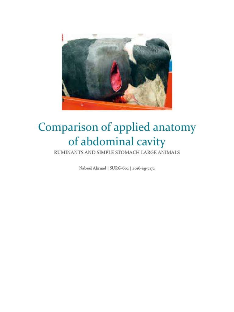 Anatomy of Male Abdominal Organs | PDF | Abdomen | Gastroenterology