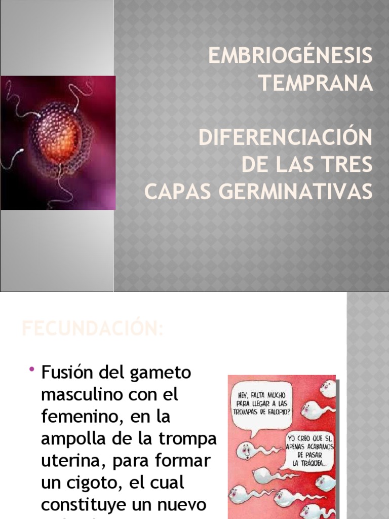 Embriogenesis Temprana | PDF | Implantación (embrión humano ...