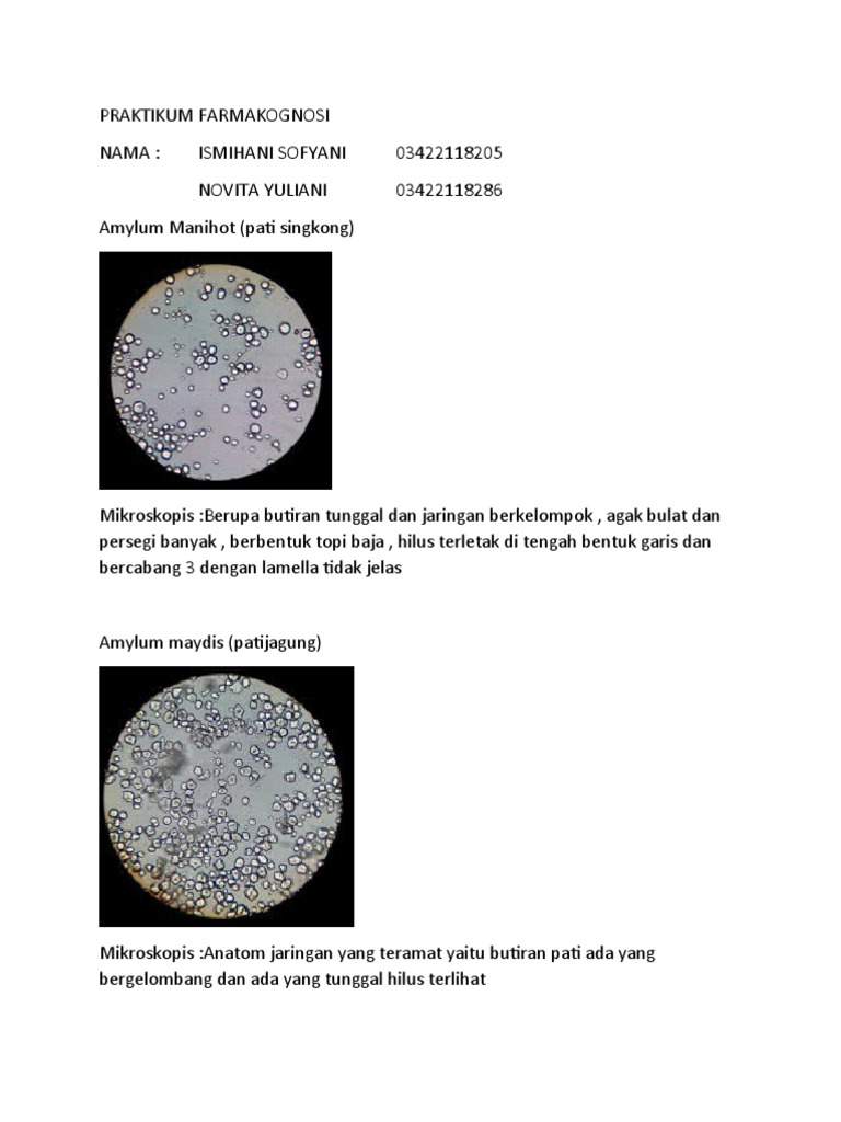 Mikroskopis Rhizoma Dan Amylum | PDF