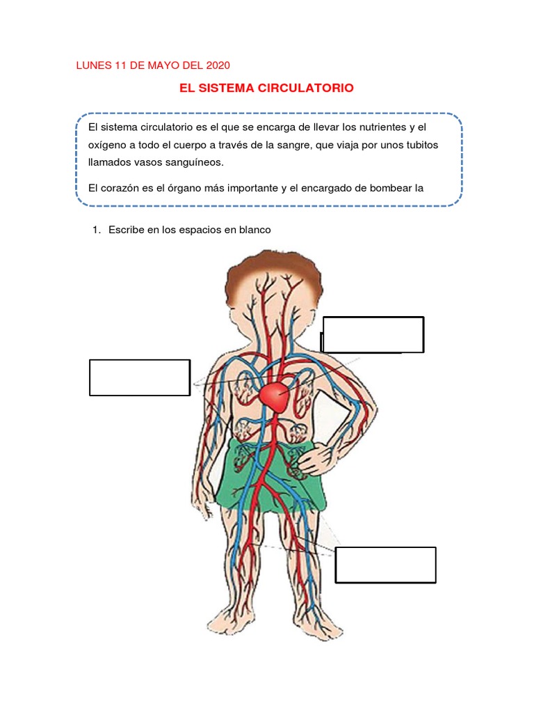 Sistema Circulatorio PDF | PDF