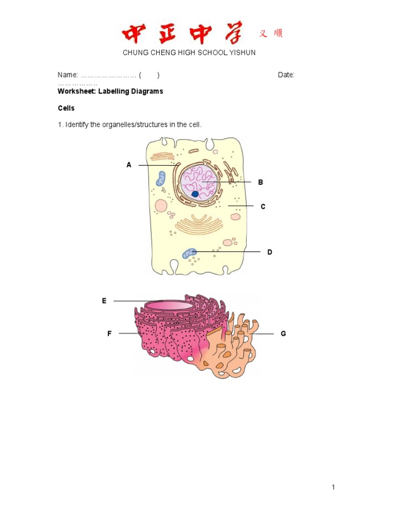 Worksheet: Labelling Diagrams Cells: Chung Cheng High School Yishun ...