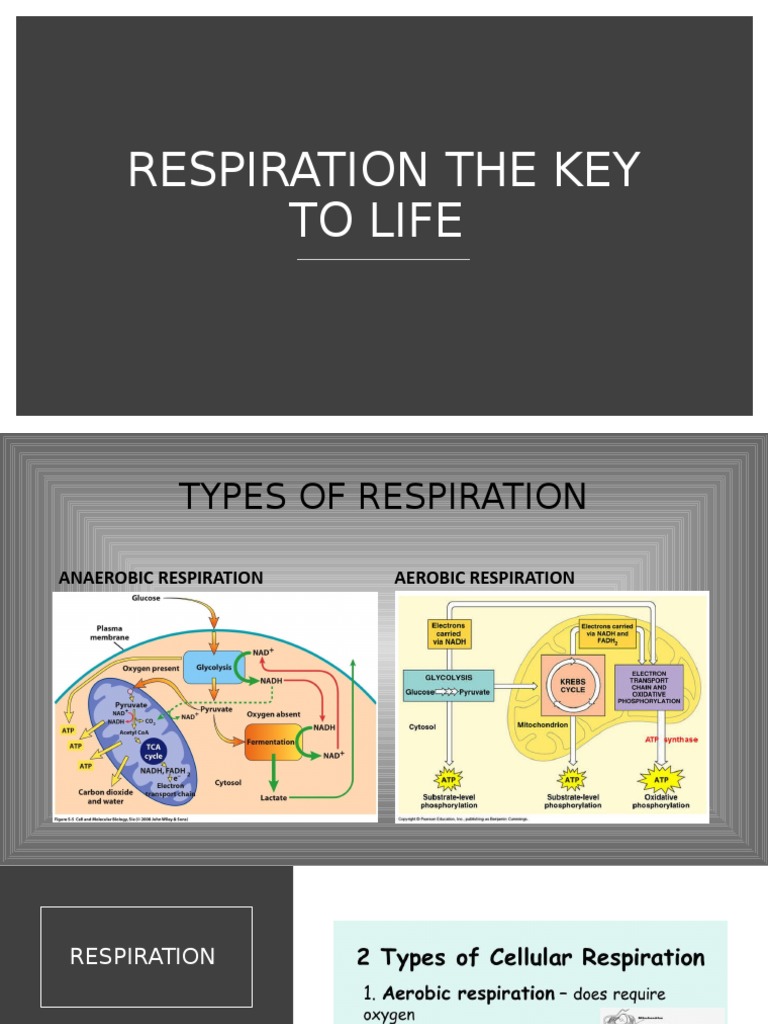 Types of Respiration Explained | PDF
