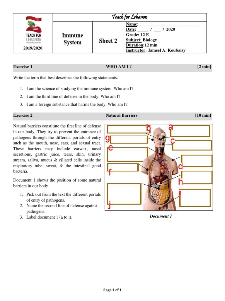 Sheet Immune System | PDF