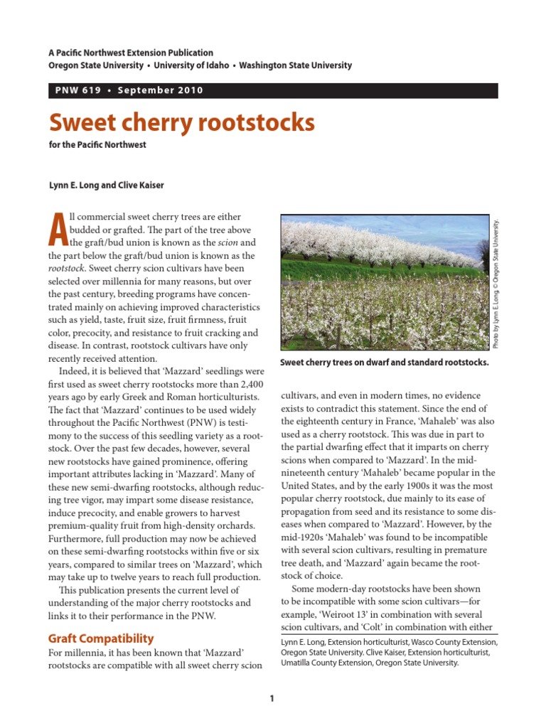 Sweet Cherry Rootstocks pnw619 | PDF | Cherry | Grafting