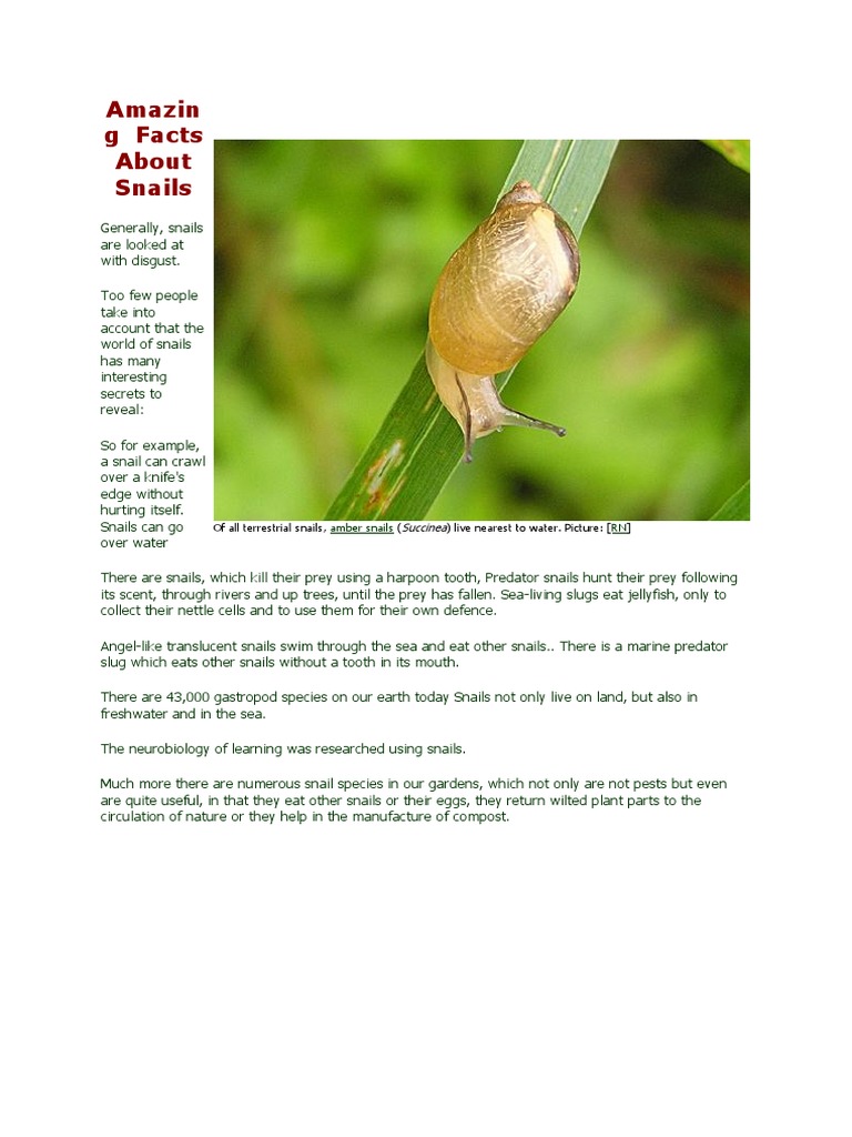 Amazing Facts About Snails | PDF | Organisms | Nature
