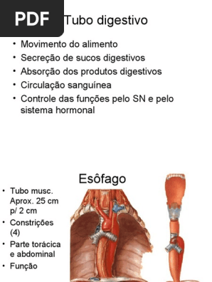 Partes Do Esofago