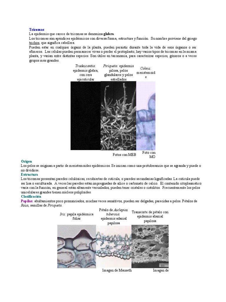 Tipos y funciones de tricomas en plantas | PDF | Hoja | Plantas