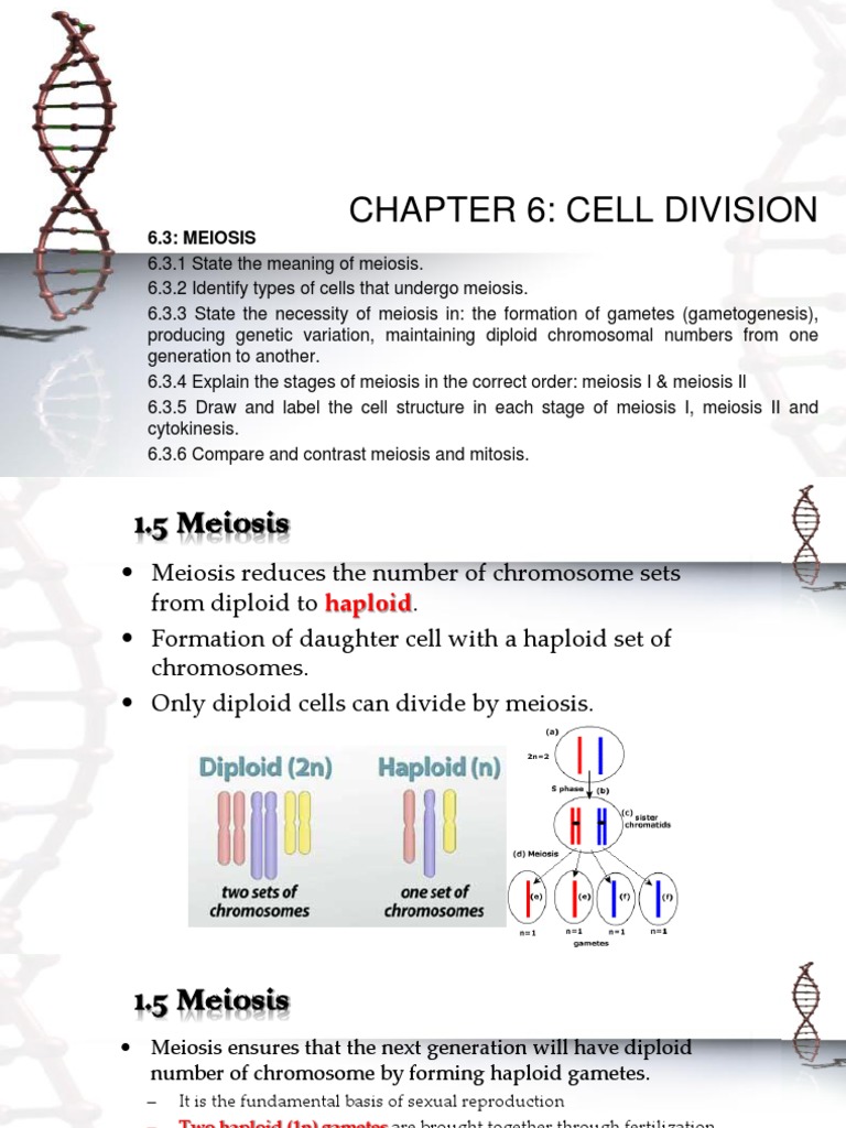 Chapter 6: Cell Division: 6.3: MEIOSIS | PDF | Meiosis | Ploidy