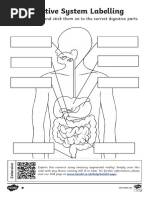 Digestive System Organs Cut Outs | PDF