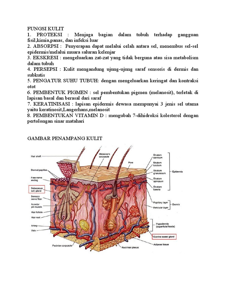 Fungsi dan Efloresensi Kulit | PDF | Seni