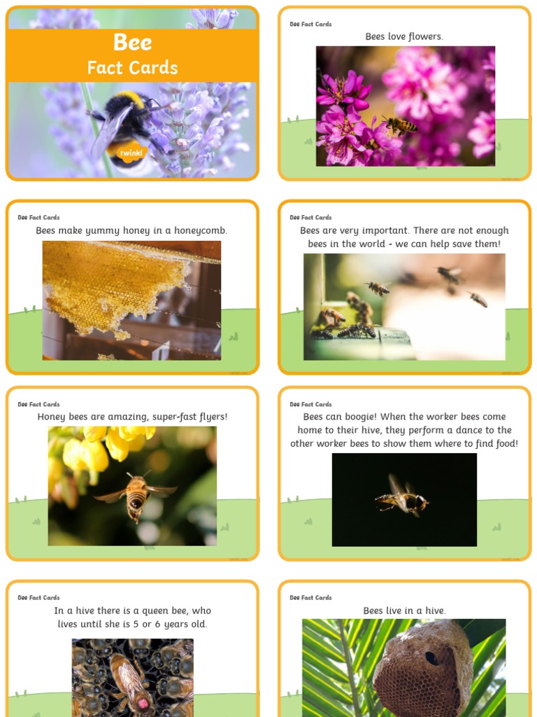 Fun Facts About Bees for Kids | PDF