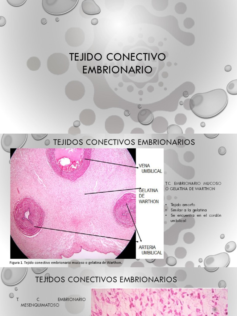 Tejido Conectivo Embrionario PDF | PDF