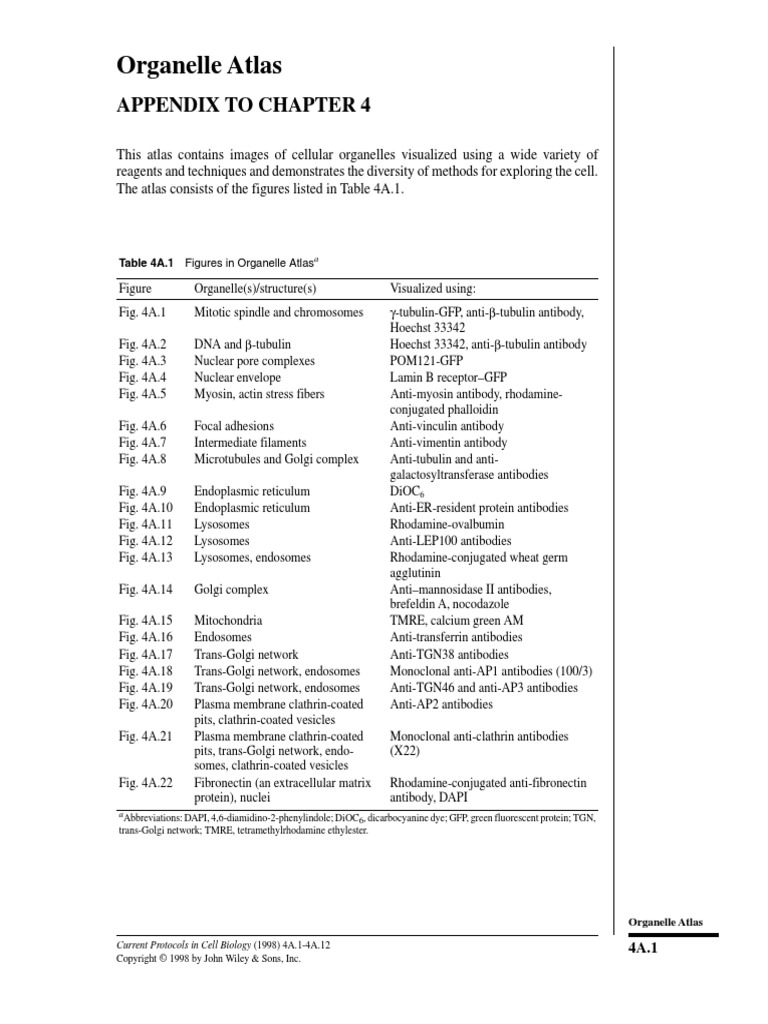 Organelle Atlas: Appendix To Chapter 4 | PDF | Lysosome | Cell (Biology)