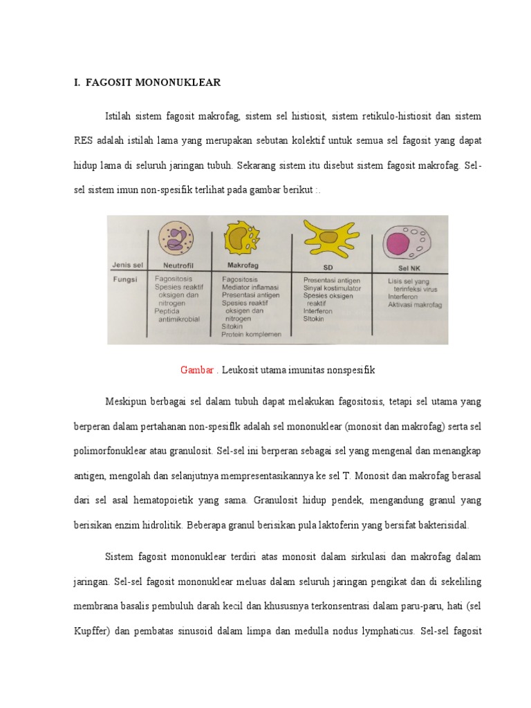 Sel Fagosit Makrofag Dan Neutrofil | PDF