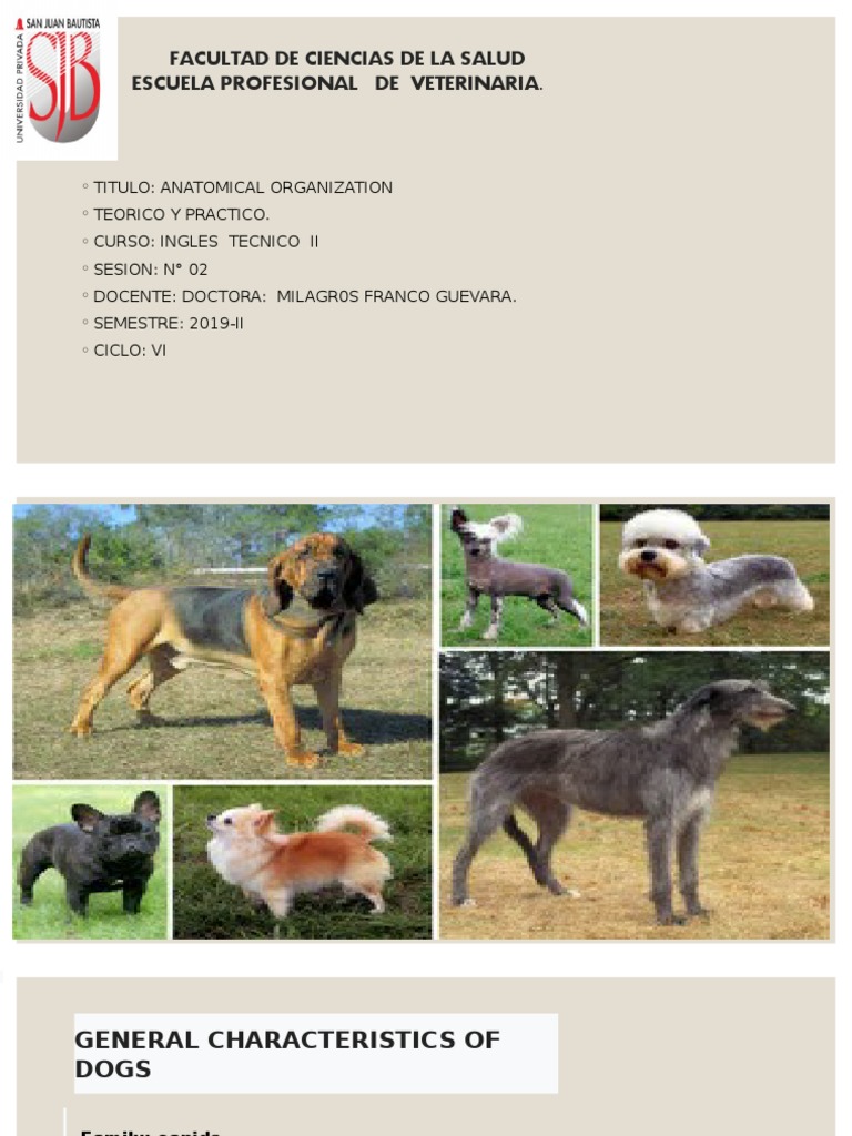 Dog Anatomy and Physiology Overview | PDF | Wellness | Science ...