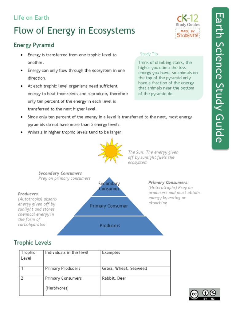 Energy In Ecosystems Worksheet