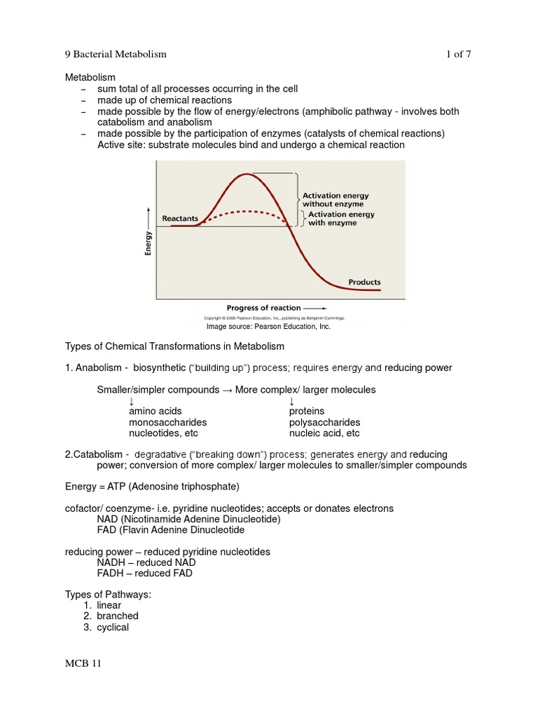 Bacterial Metabolism Overview and Pathways | PDF | Cellular Respiration ...