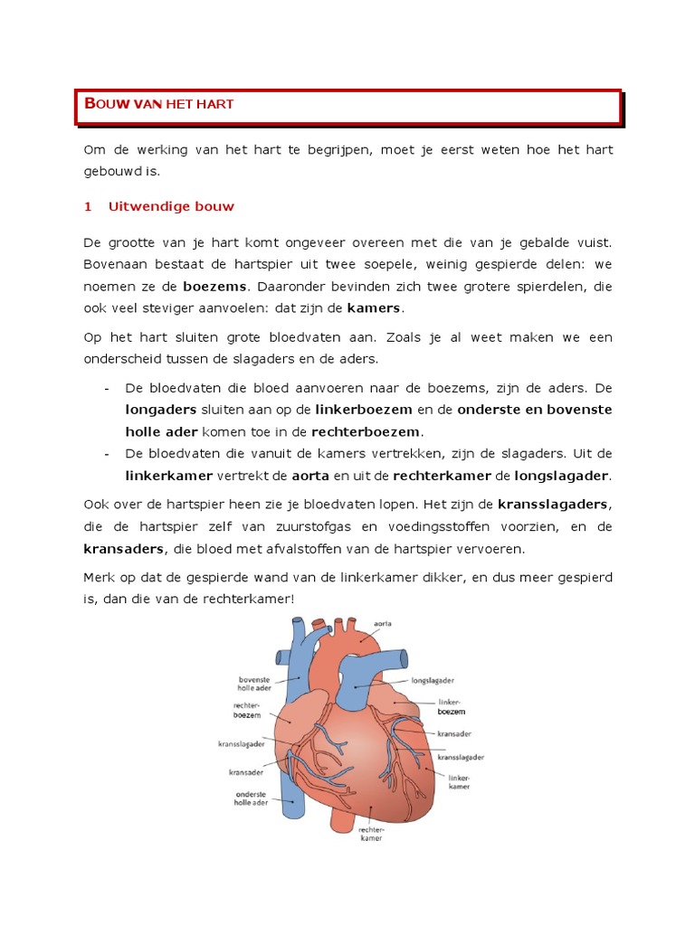 Bouw Van Het Hart | PDF